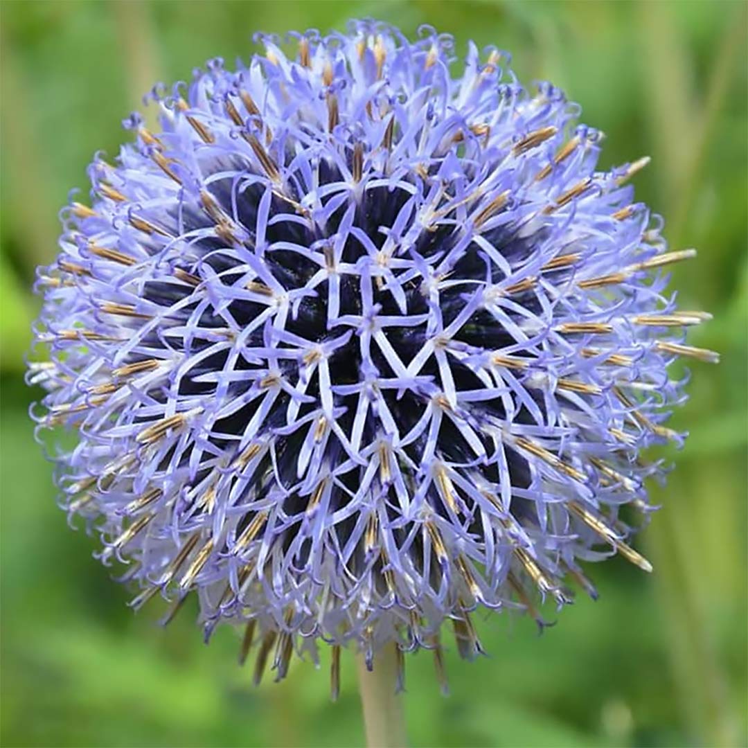 Echinops bannaticus 'Blue Glow' – Barnsdale Gardens