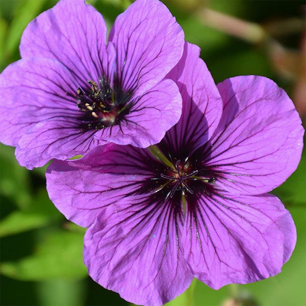 Geranium 'Ann Folkard' – Barnsdale Gardens