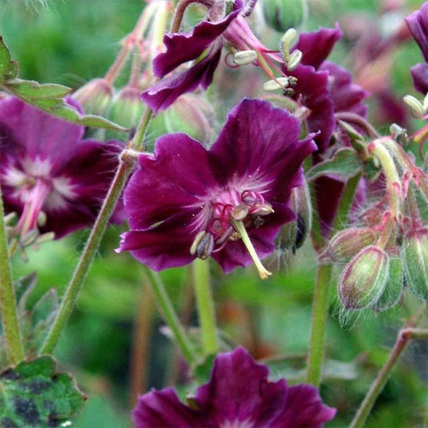 Geranium phaeum var. phaeum 'Samobor' – Barnsdale Gardens