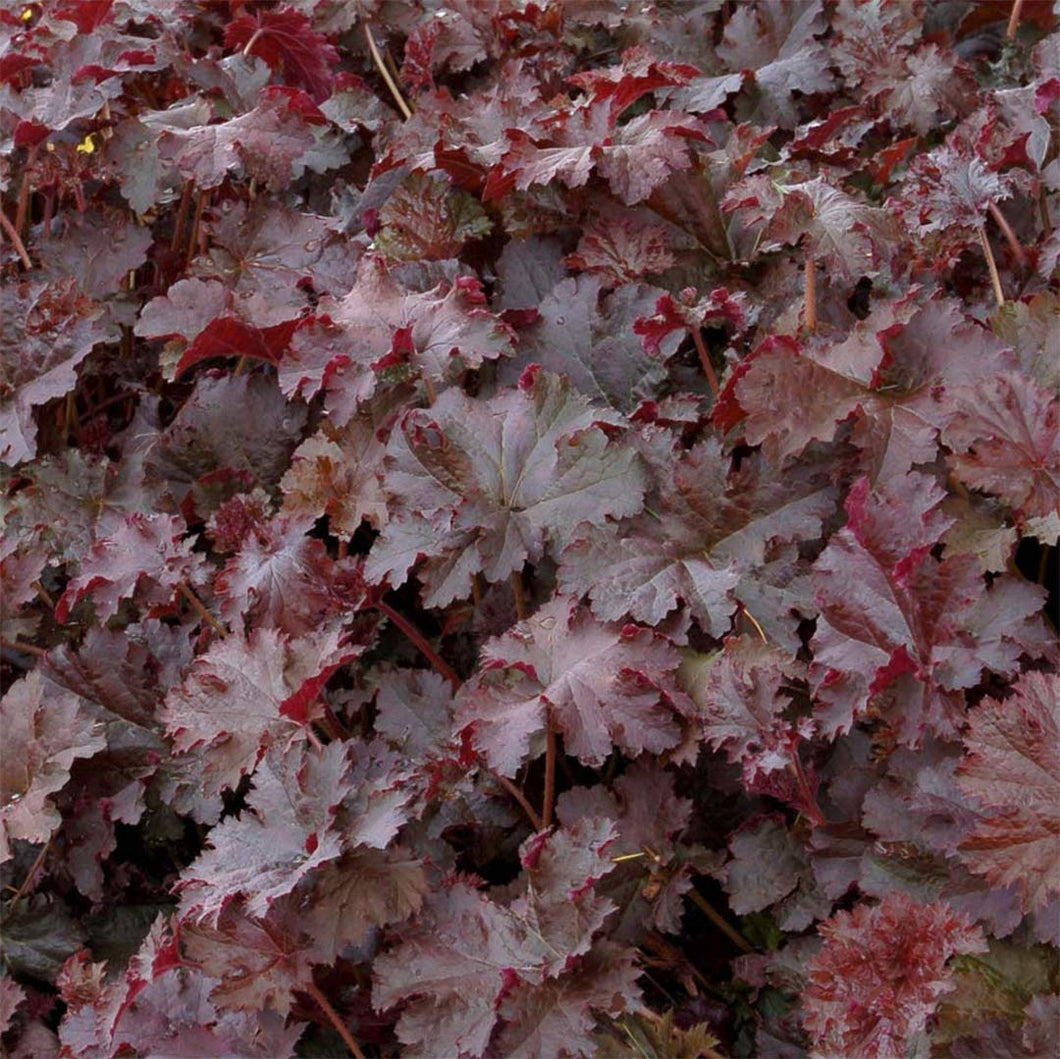 Heuchera 'Chocolate Ruffles' – Barnsdale Gardens