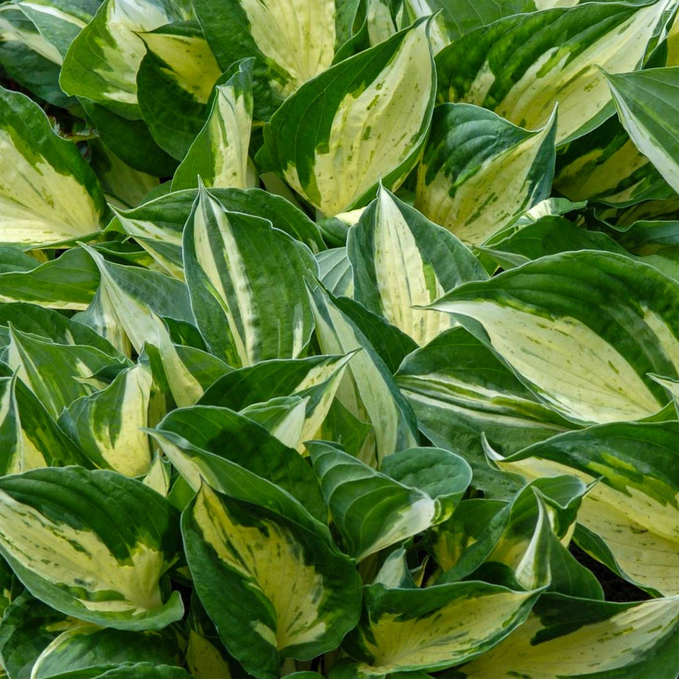 Hosta 'Revolution' – Barnsdale Gardens