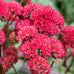 Hylotelephium 'Red Cauli' (Sedum) – Barnsdale Gardens