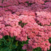Hylotelephium 'Red Cauli' (Sedum) – Barnsdale Gardens