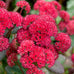 Hylotelephium 'Red Cauli' (Sedum) – Barnsdale Gardens