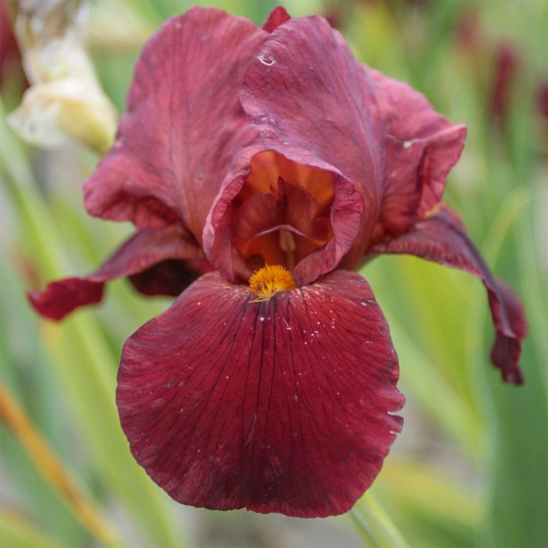 Iris 'Quechee' – Barnsdale Gardens
