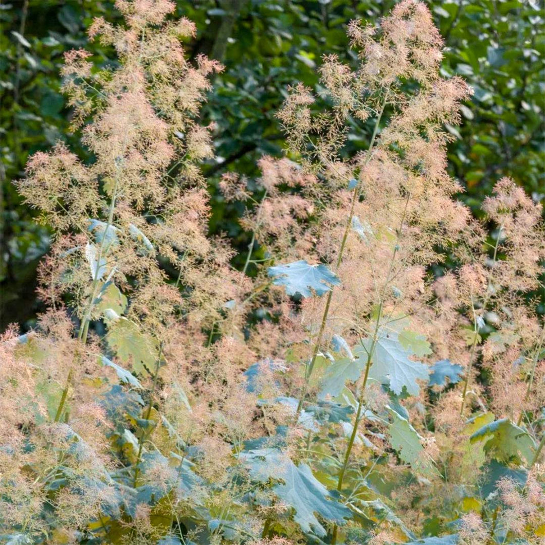 Macleaya x kewensis 'Flamingo'#N#– Barnsdale Gardens