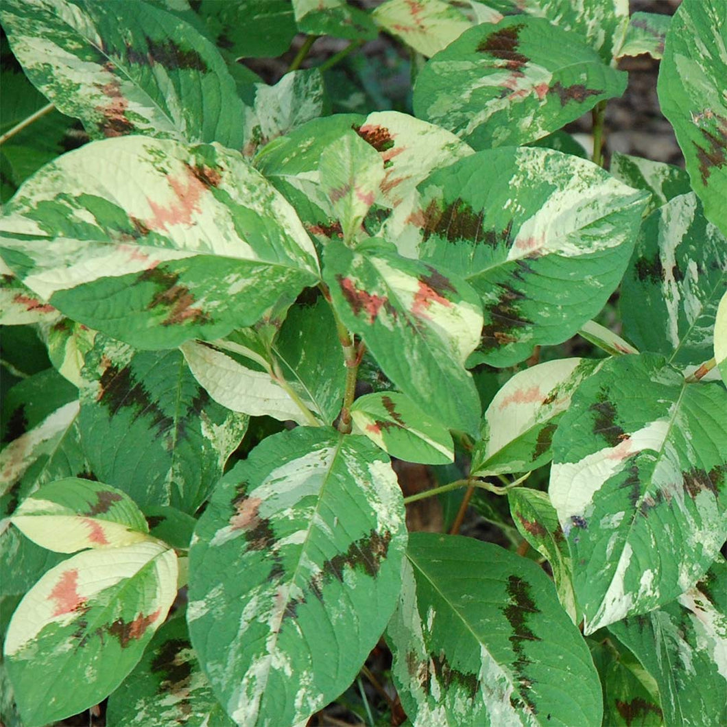 Persicaria virginiana 'Painter's Palette' – Barnsdale Gardens