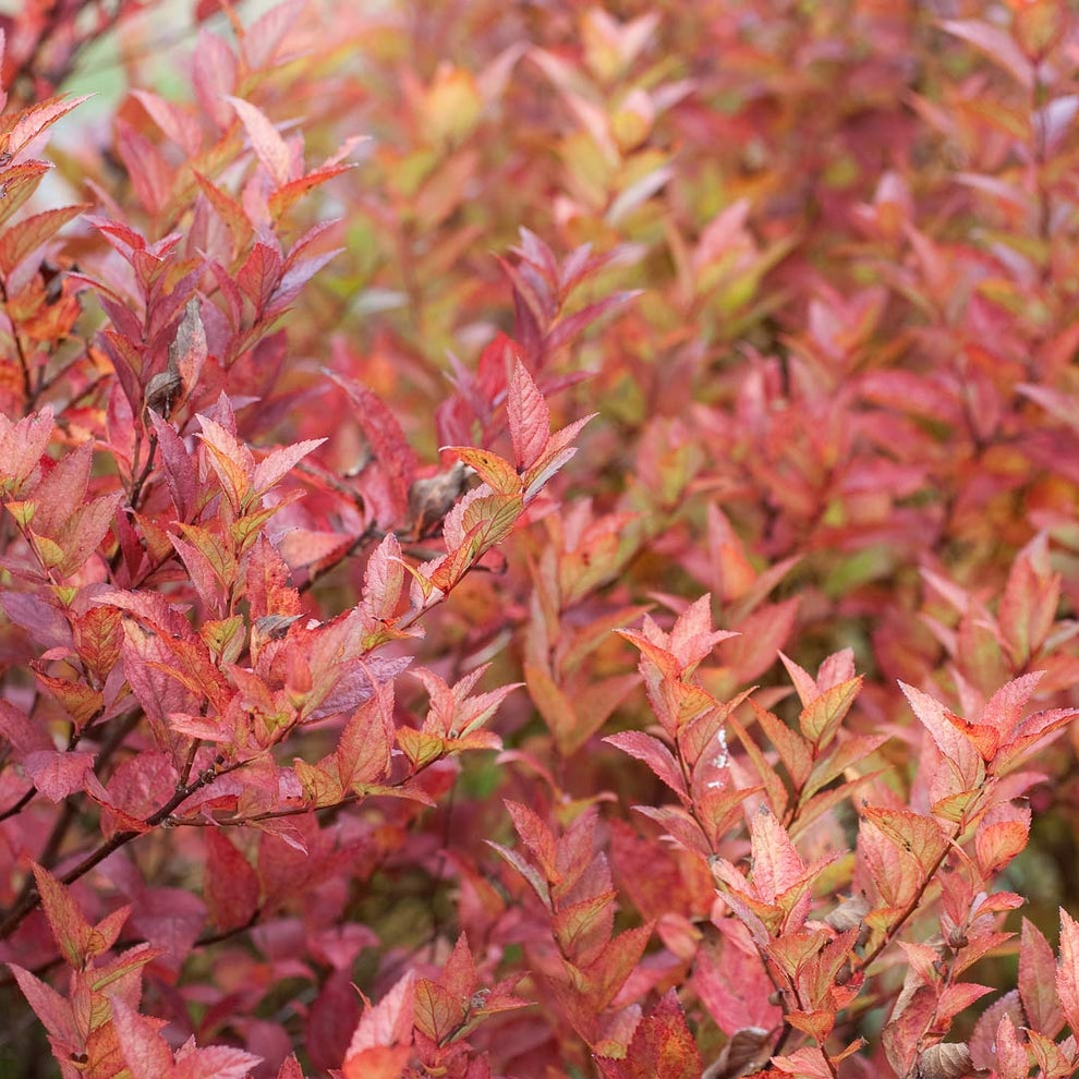 Spiraea japonica 'Firelight' – Barnsdale Gardens