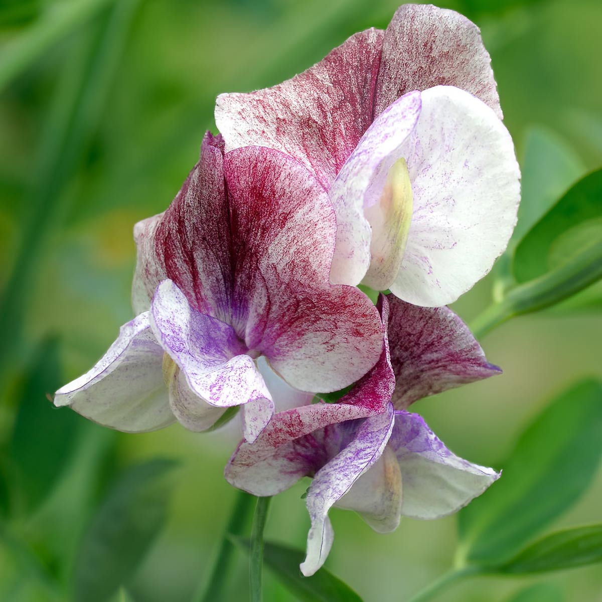 Sweet Pea Seeds (Lathyrus odoratus) – Barnsdale Gardens